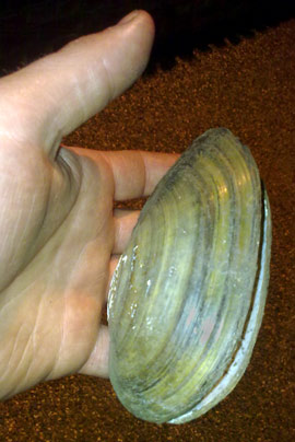 Freshwater mussel find | The Ray Mears & Woodlore Bushcraft Blog
