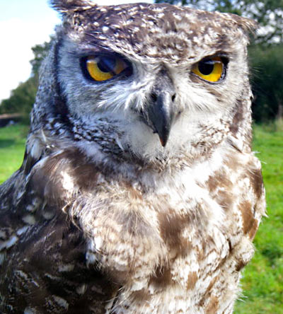 3 | The Ray Mears & Woodlore Bushcraft Blog