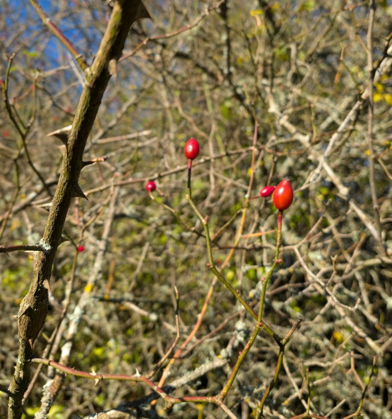 The Ray Mears & Woodlore Bushcraft Blog | The latest news, guides and ...